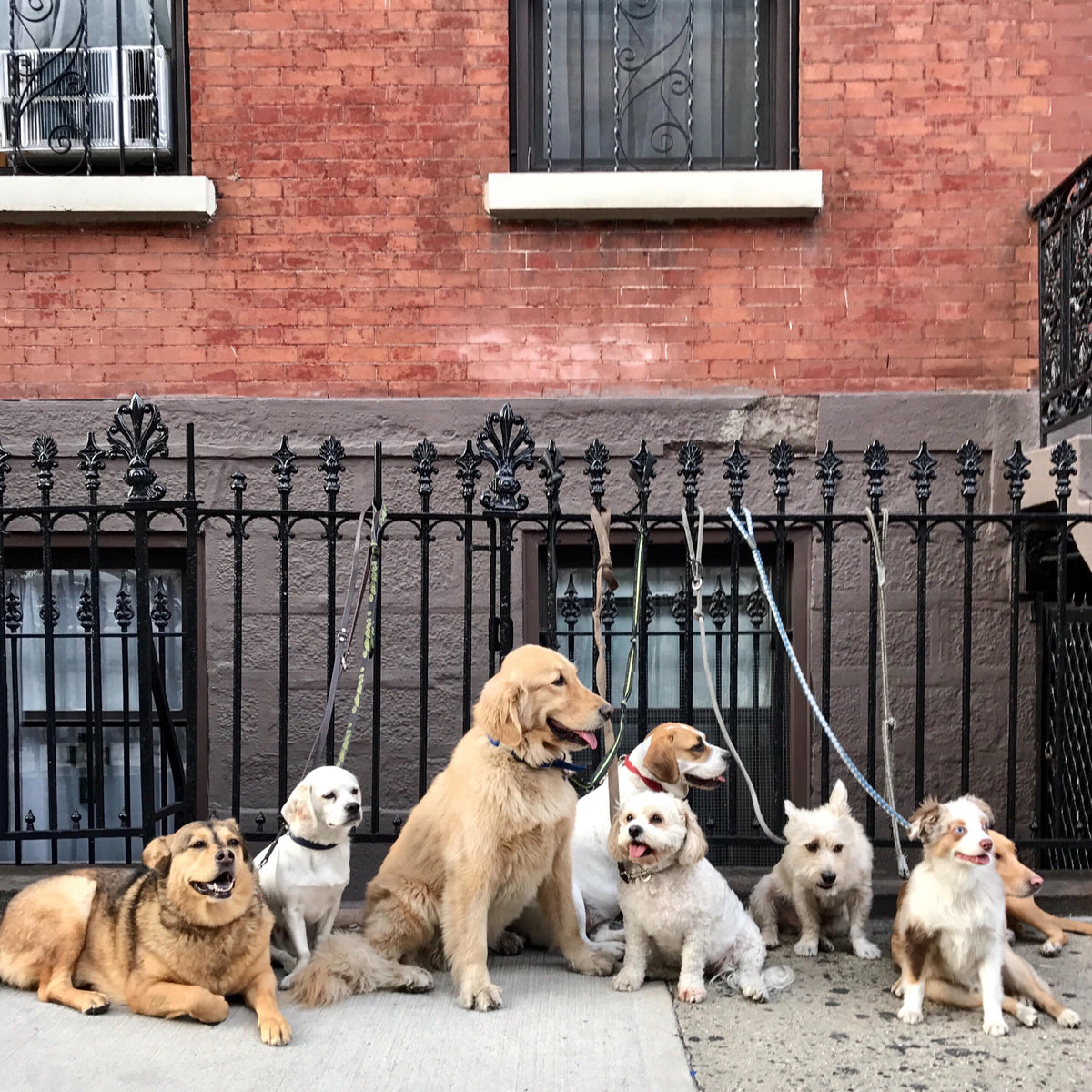 Rescue Dogs: How to Choose the Right Rescue | Brentwood Home